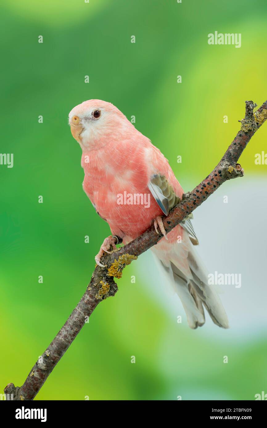 Bourke's parrot pale fallow opaline, Neopsephotus bourkii Stock Photo - Alamy
