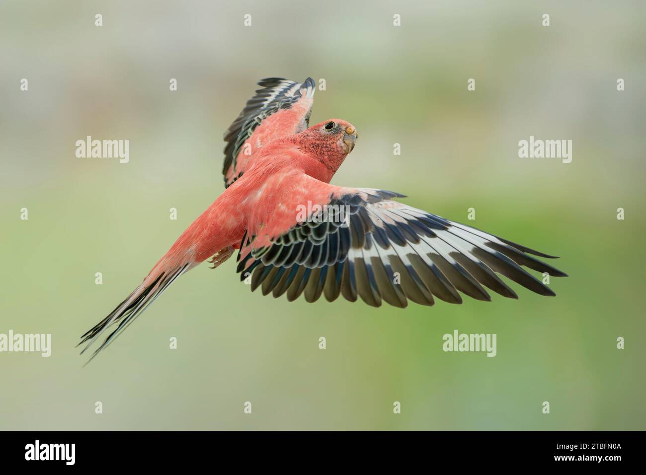 Bourkes parrot hi-res stock photography and images - Alamy