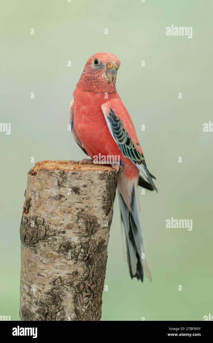 Bourkes parrot hi-res stock photography and images - Alamy