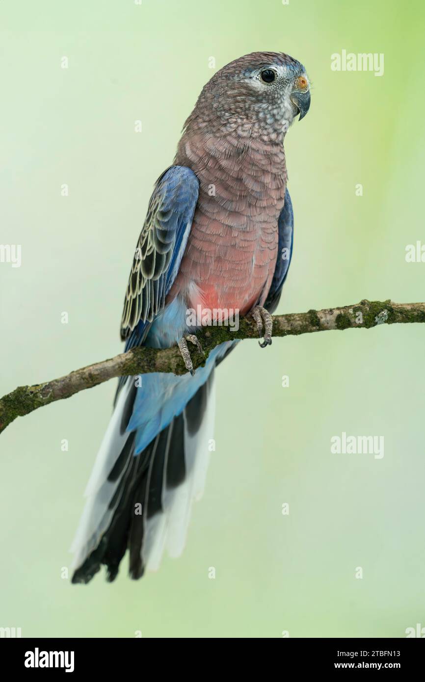 Bourkes parrot hi-res stock photography and images - Alamy