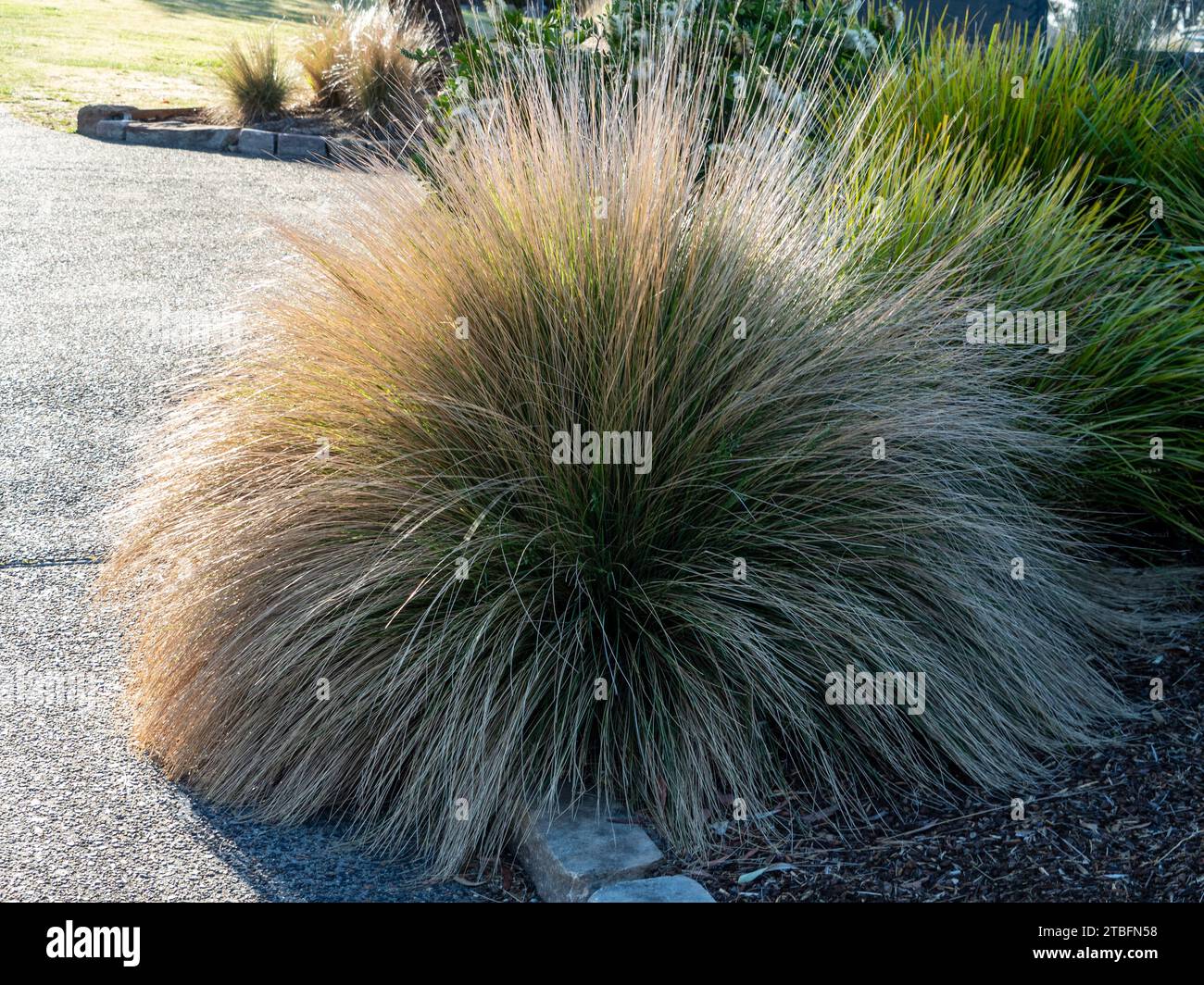 Cream beige coloured clump of Tufty grassy plant with long reed like ...