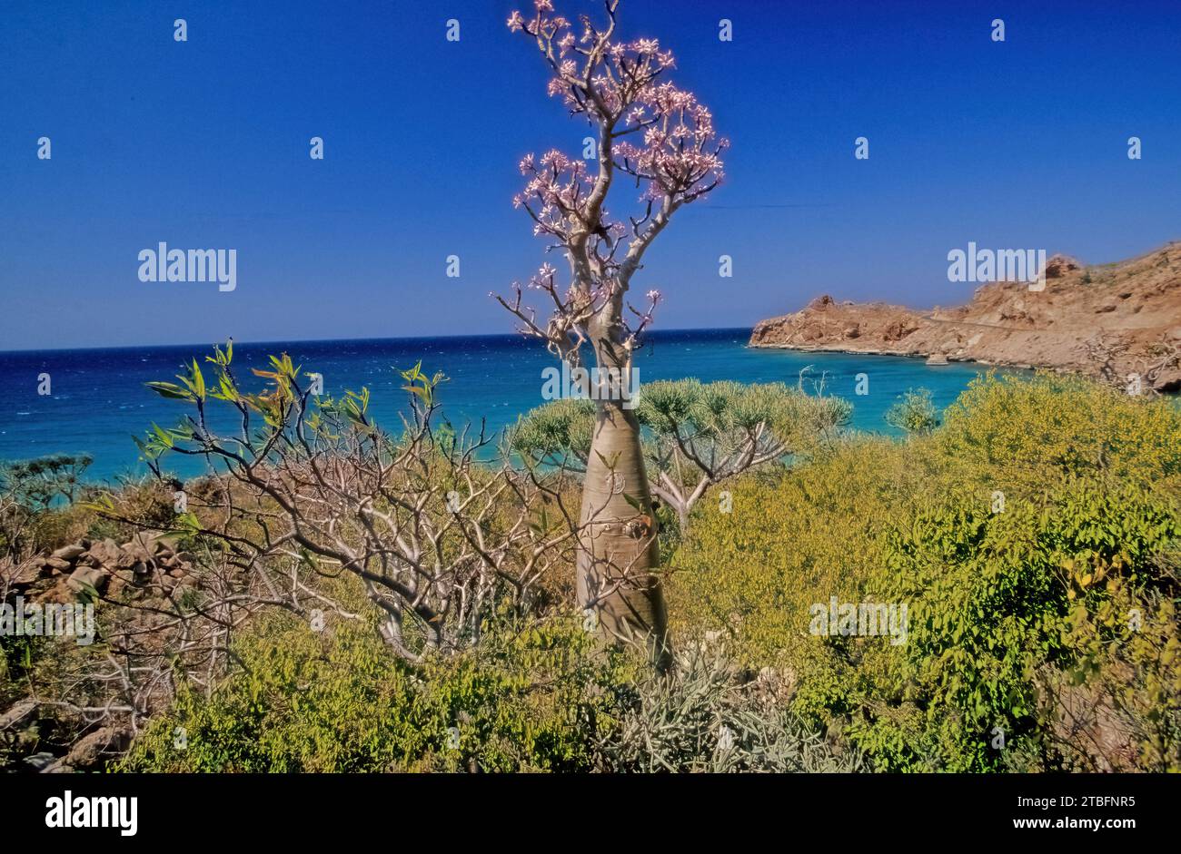 Hadibu , also known as Hadiboh, formerly known as Tamrida is a coastal ...