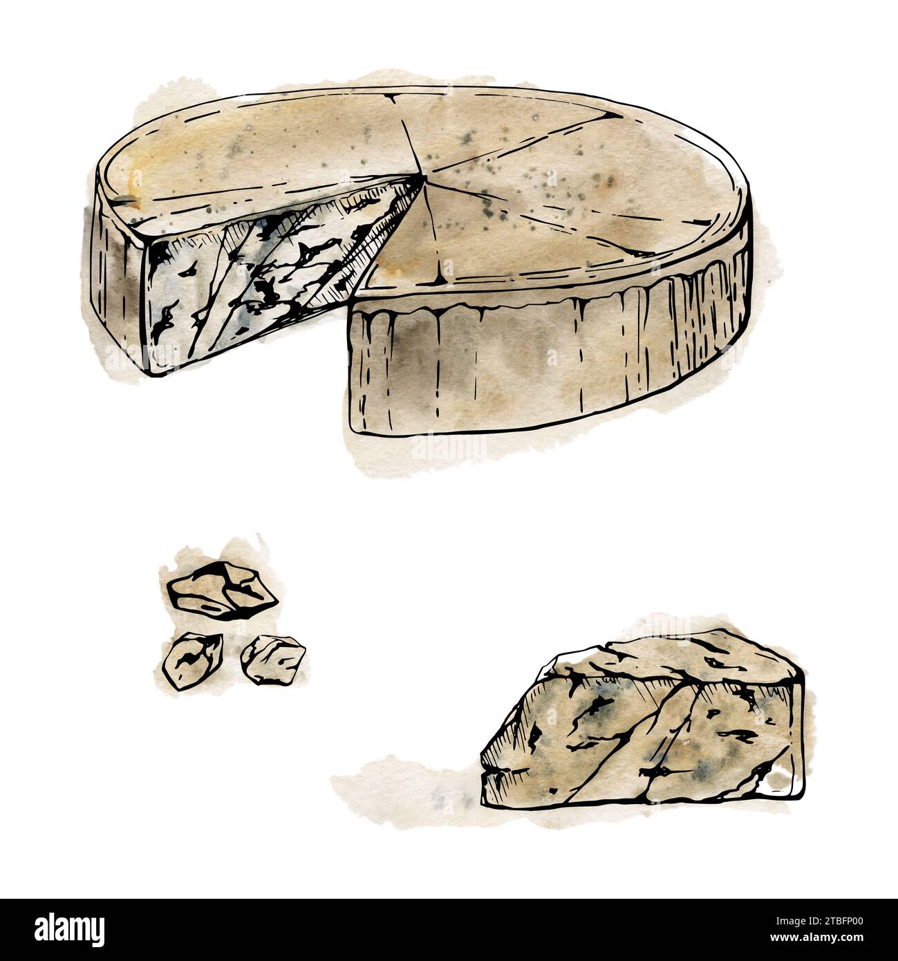 Hand drawn watercolor ink illustration. Gorgonzola blue cheese, full ...