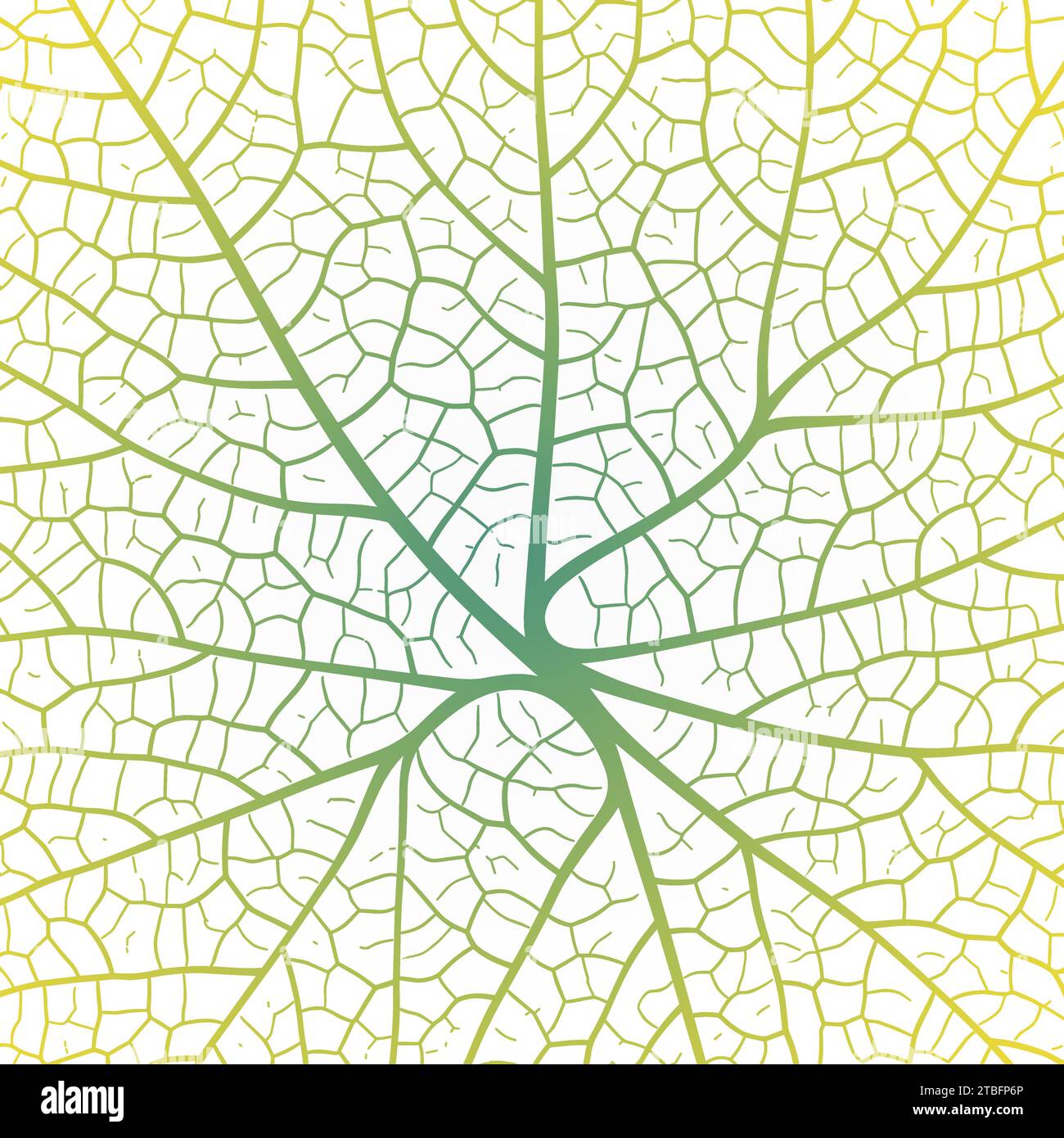 Leaf vein texture abstract background with close up plant leaf cells ...