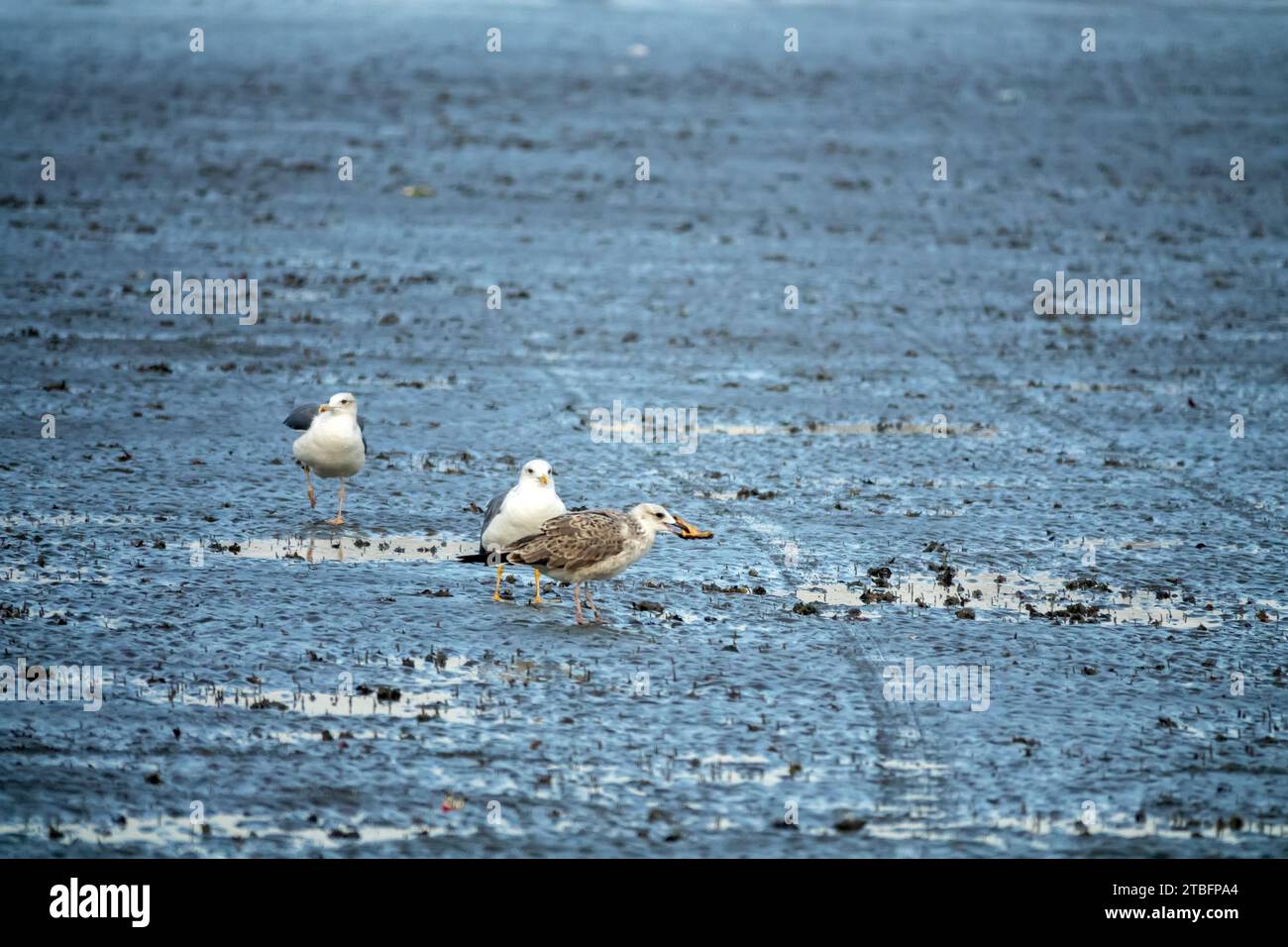 Systematics gulls hi-res stock photography and images - Alamy