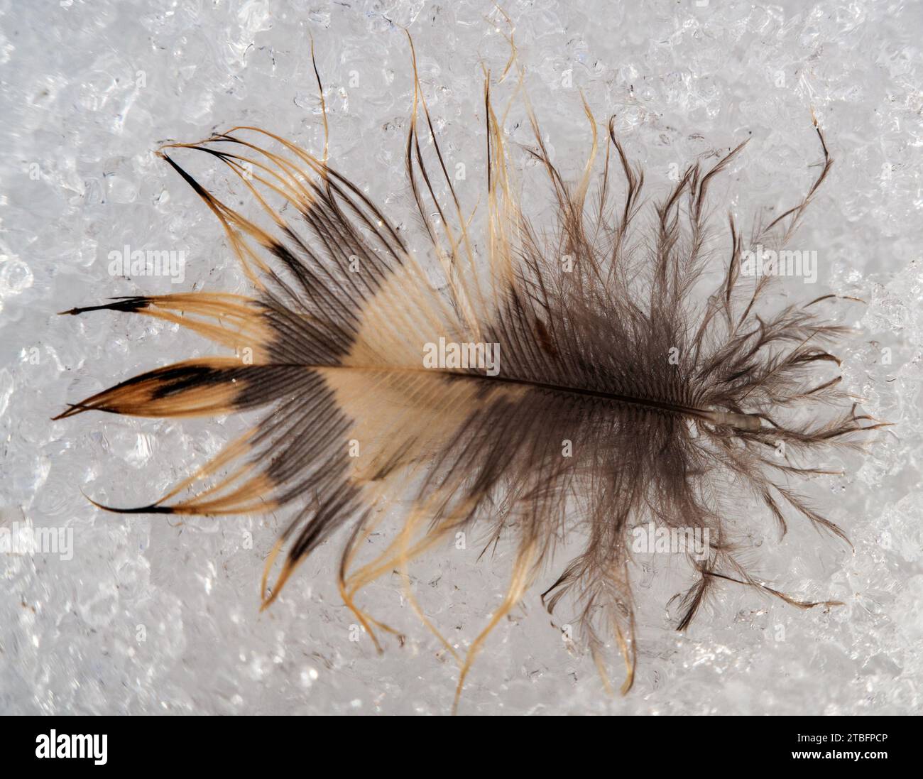 Fibrillar proteins hi-res stock photography and images - Alamy