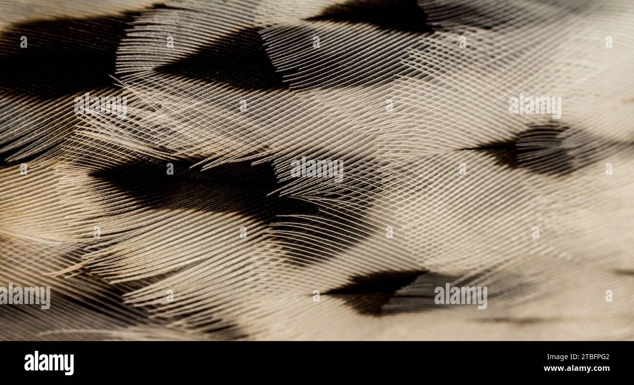 variegated feathers of birds (grouse). Sample for design Stock Photo ...