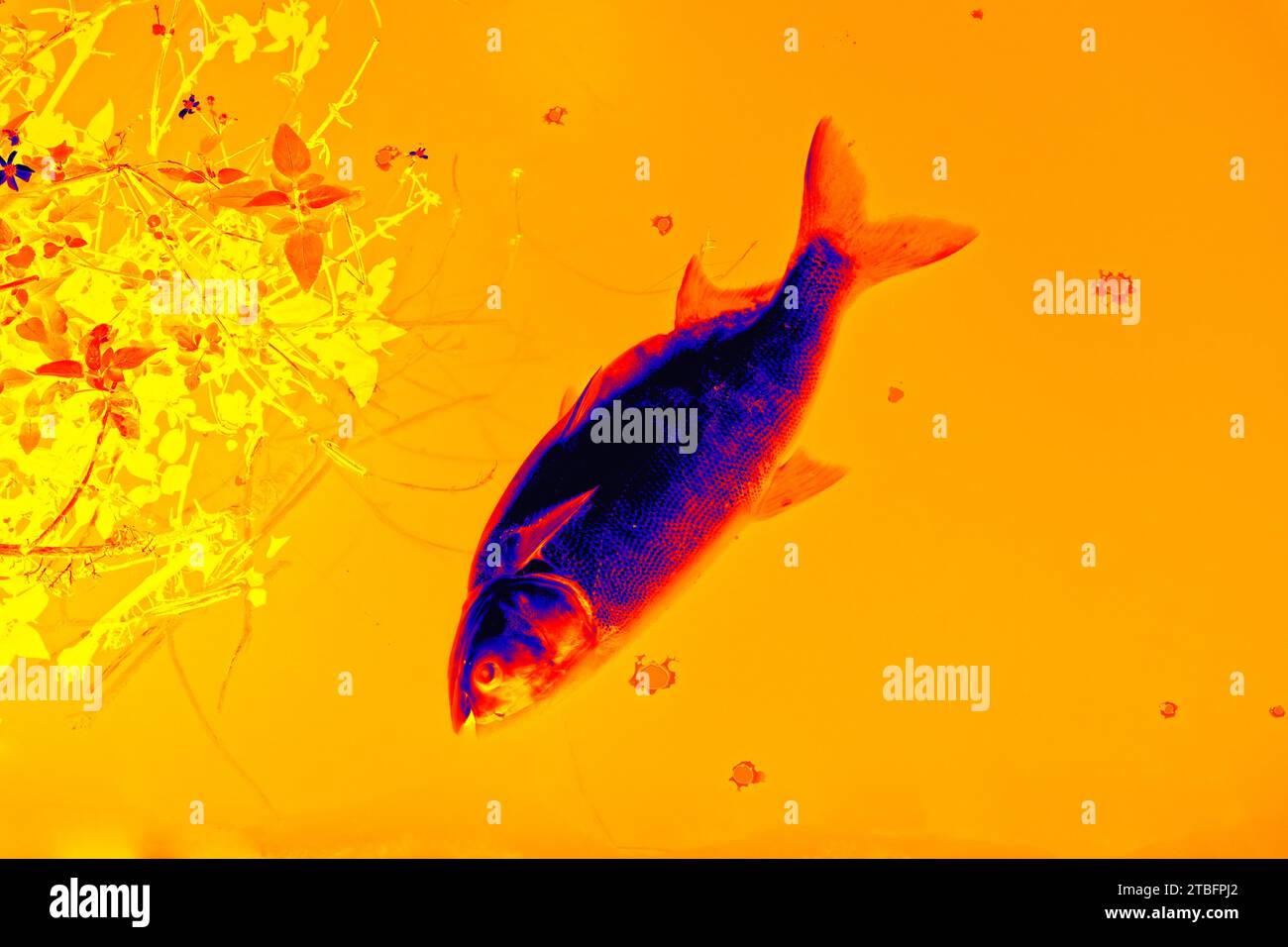 Animals in a new bright look. Fish Stock Photo - Alamy