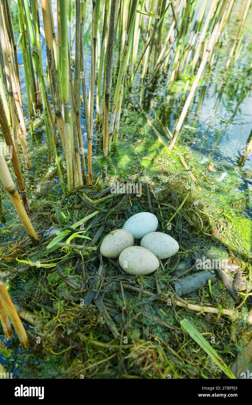 Bird's Nest Guide. Nidology. Slavonian grebe (Podiceps auritus ...