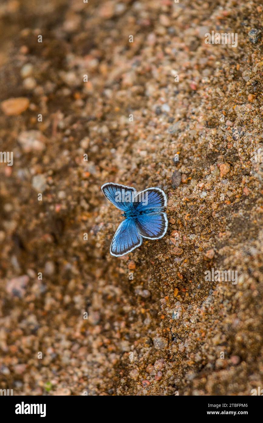 Common blue butterfly (Polyommatus icarus) on sandy wastelands among ...