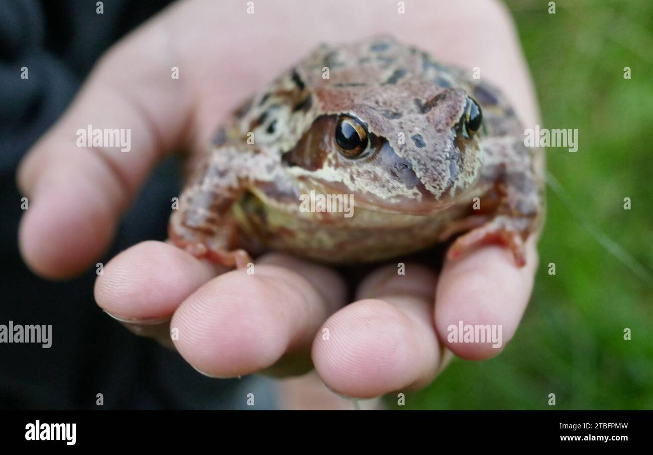 Adult amphibia amphibian amphibious animal hi-res stock photography and ...