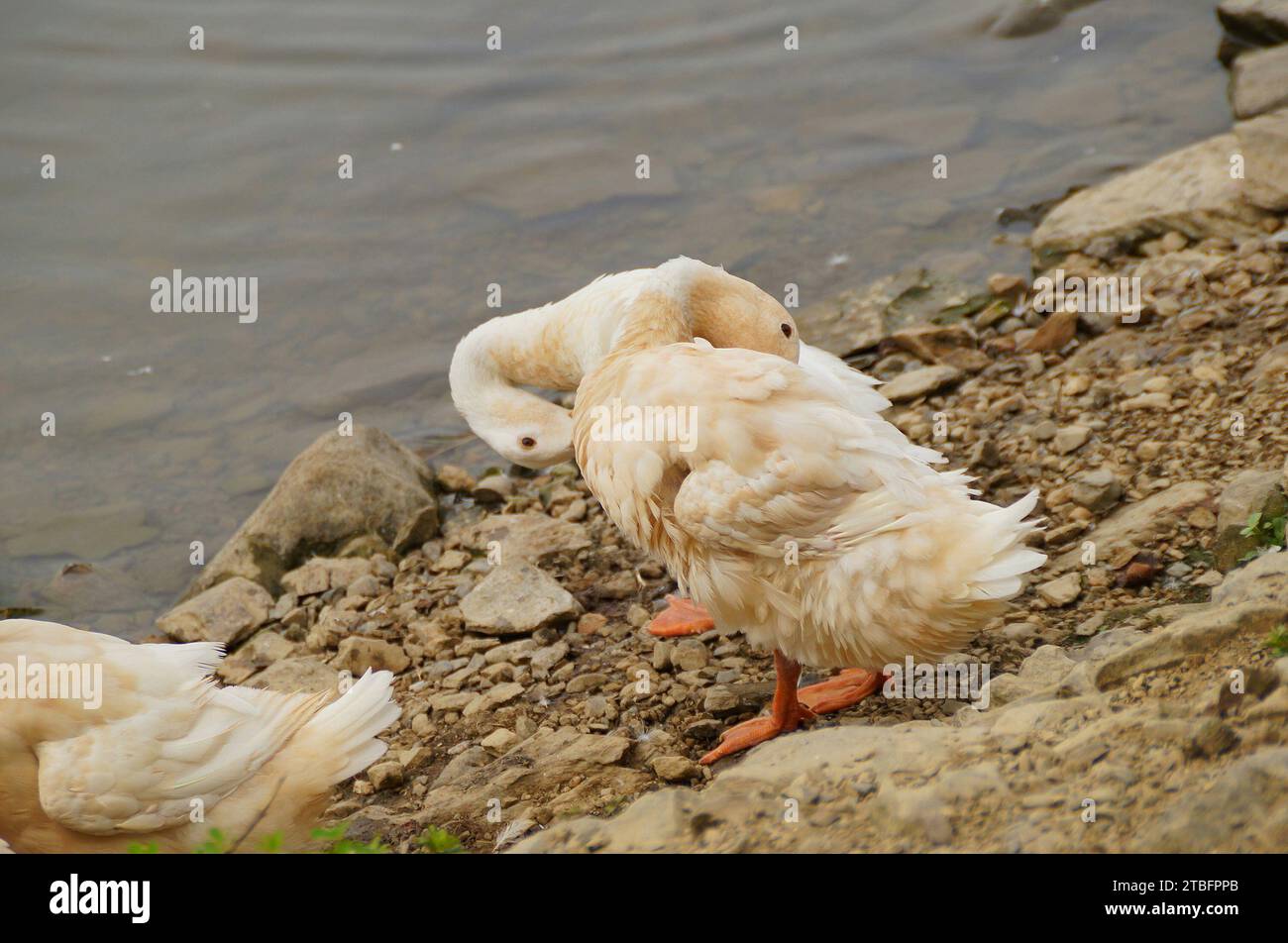Two ducks position that looks like a duck with right and left head ...