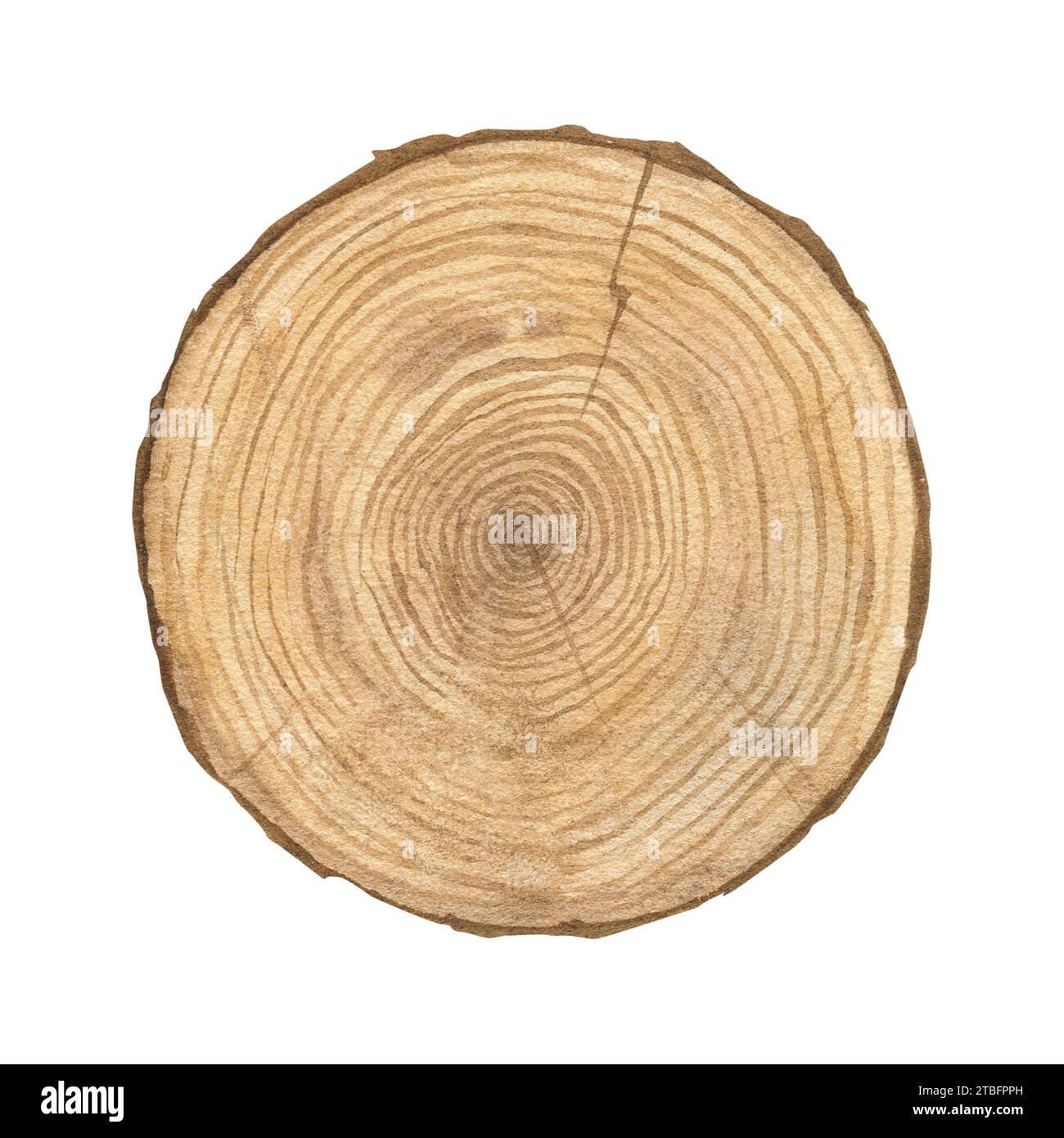 Watercolor illustration of wood texture, round cut of wood, wooden ...