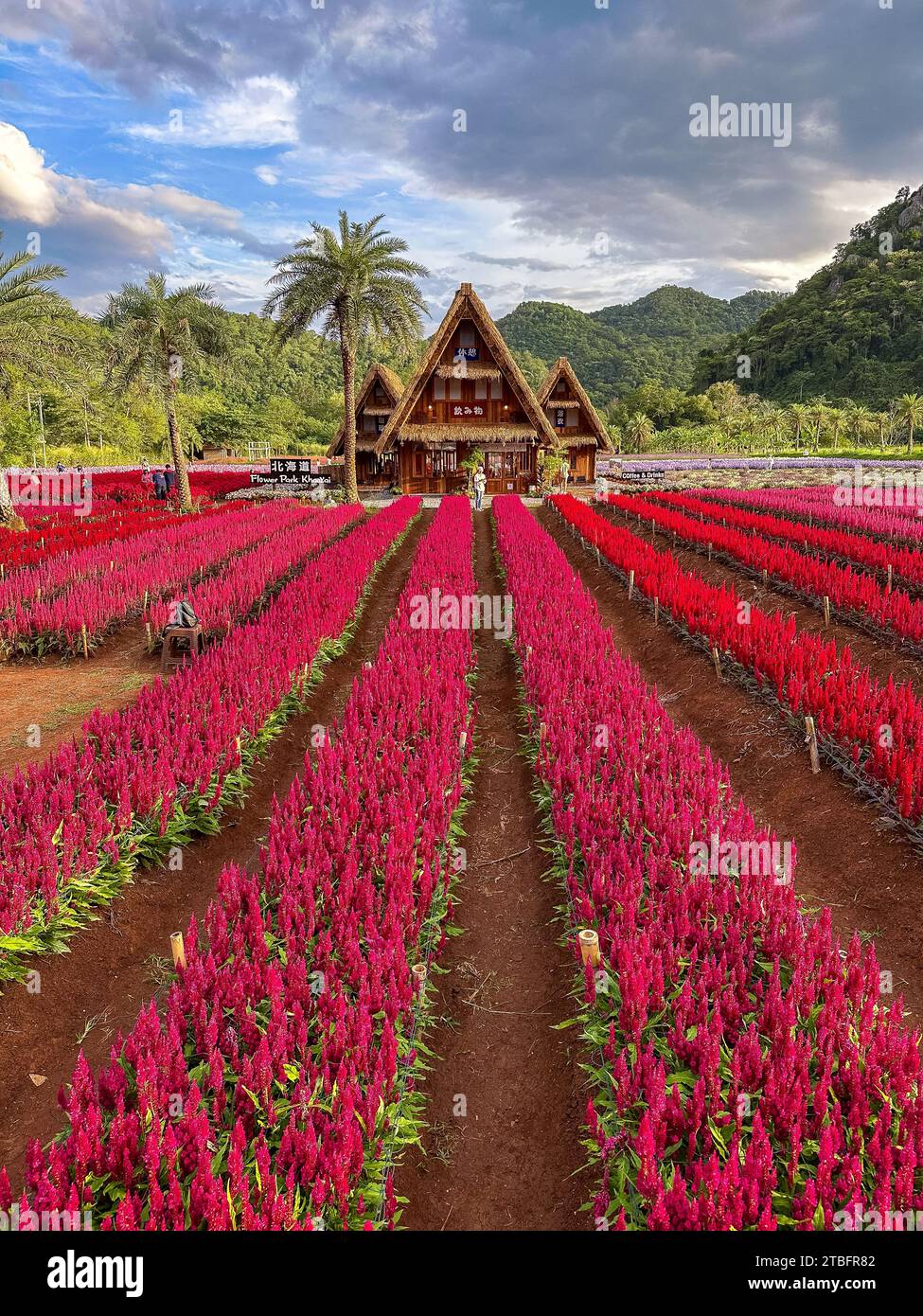 Khao yai flowers hi-res stock photography and images - Alamy