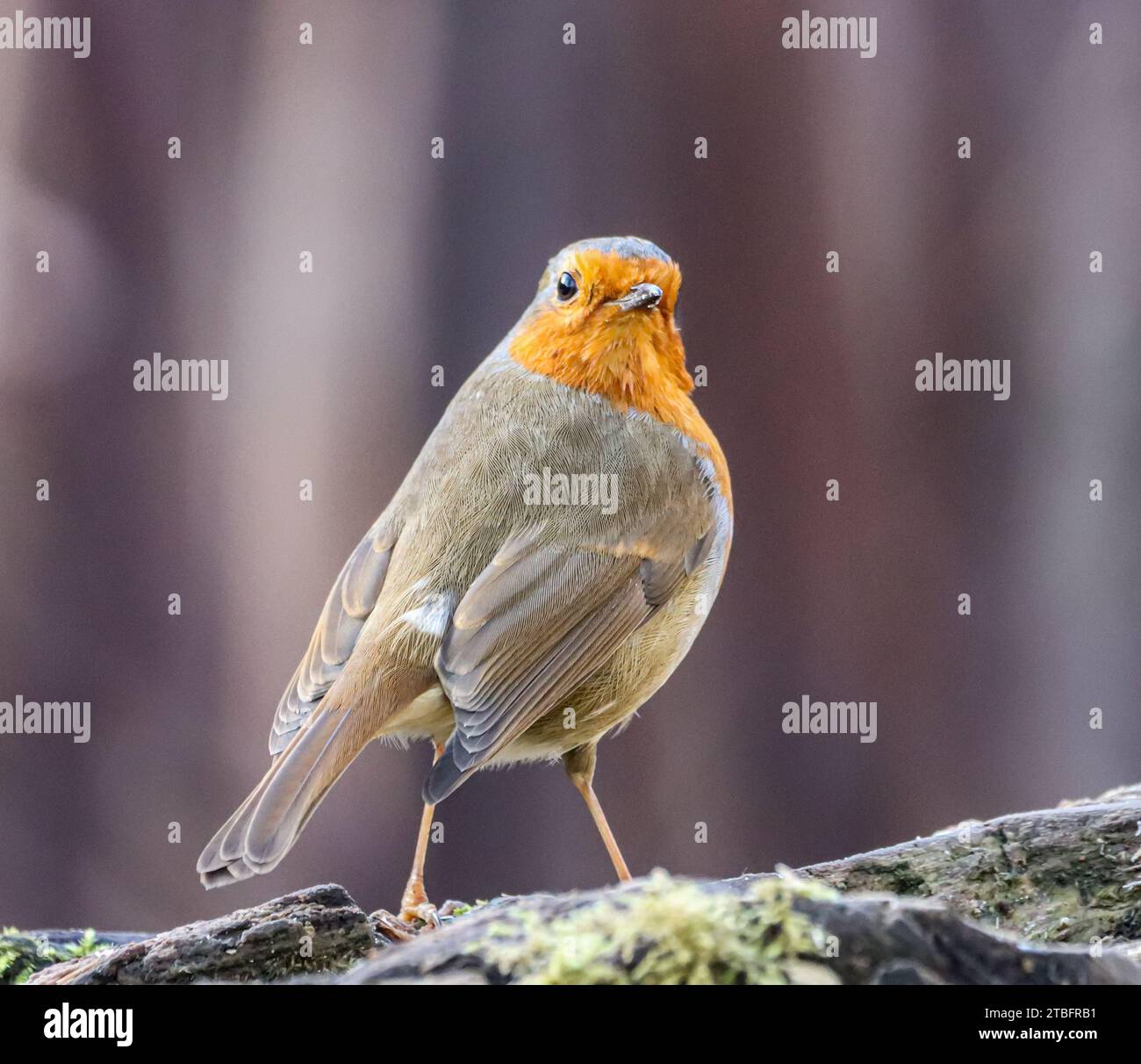 A vibrant orange and black European robin (Erithacus rubecula) perched ...