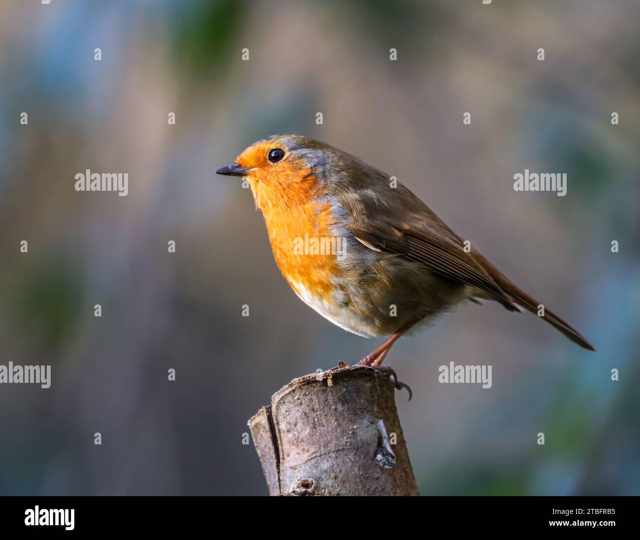 Black robin hi-res stock photography and images - Alamy