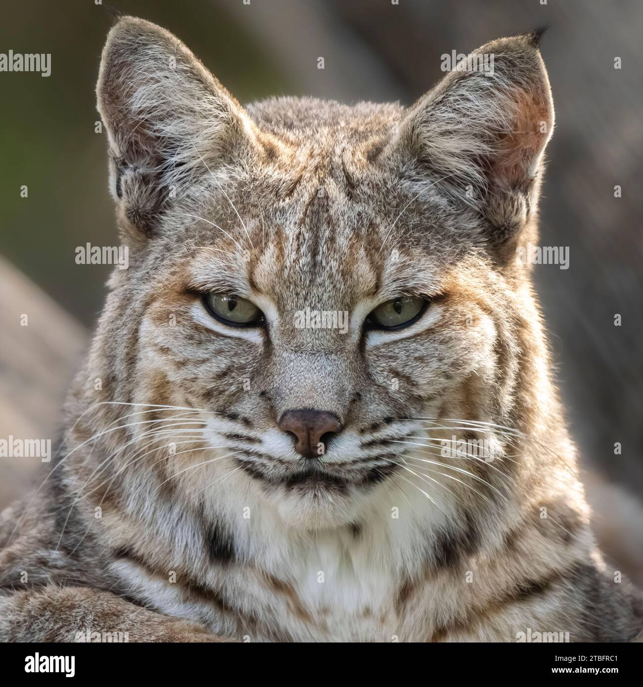 Striking portrait features hi-res stock photography and images - Alamy