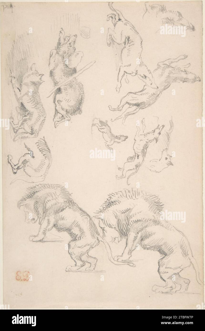 Studies of animals hi-res stock photography and images - Alamy