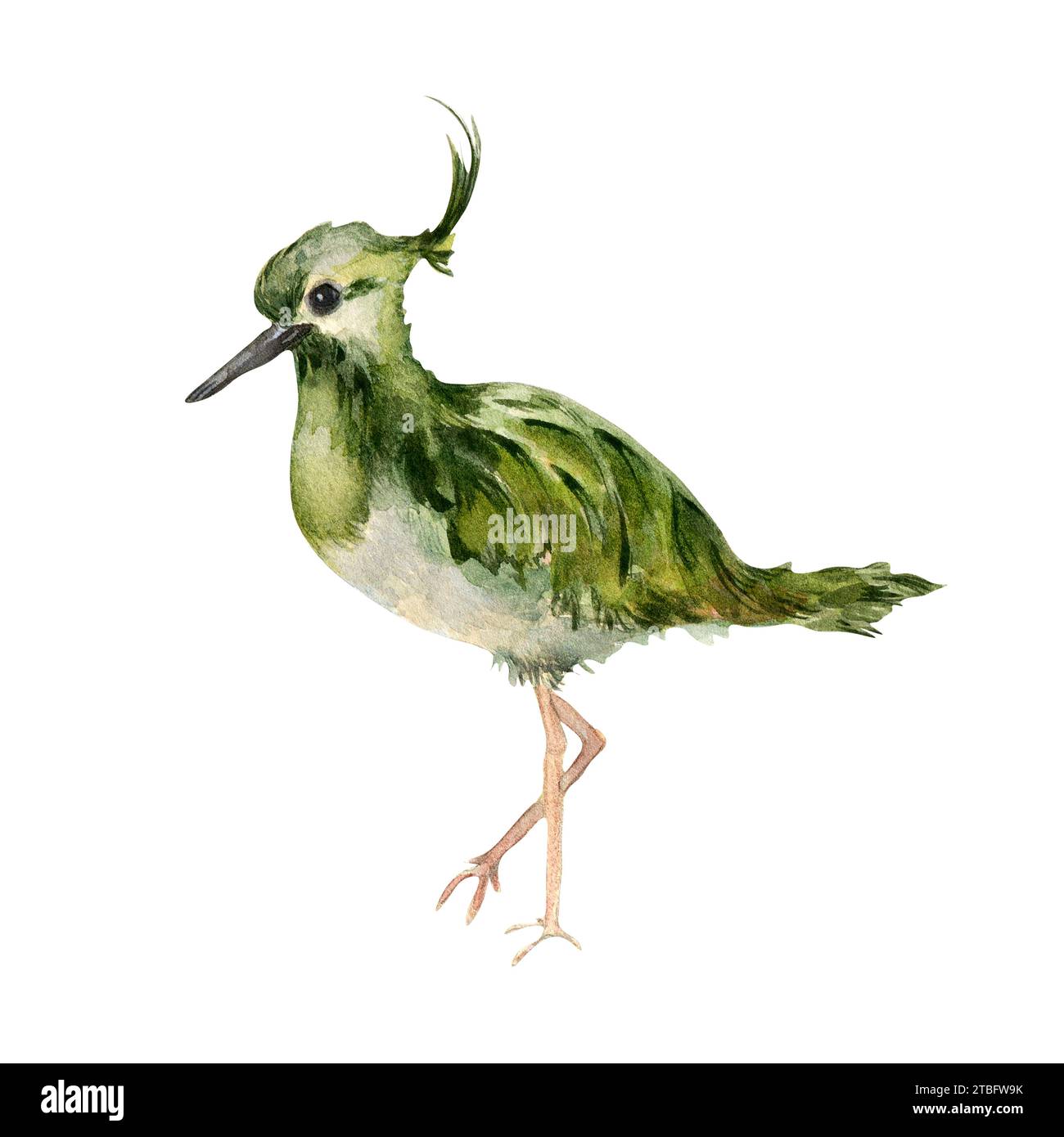 Northern lapwing drawing hi-res stock photography and images - Alamy