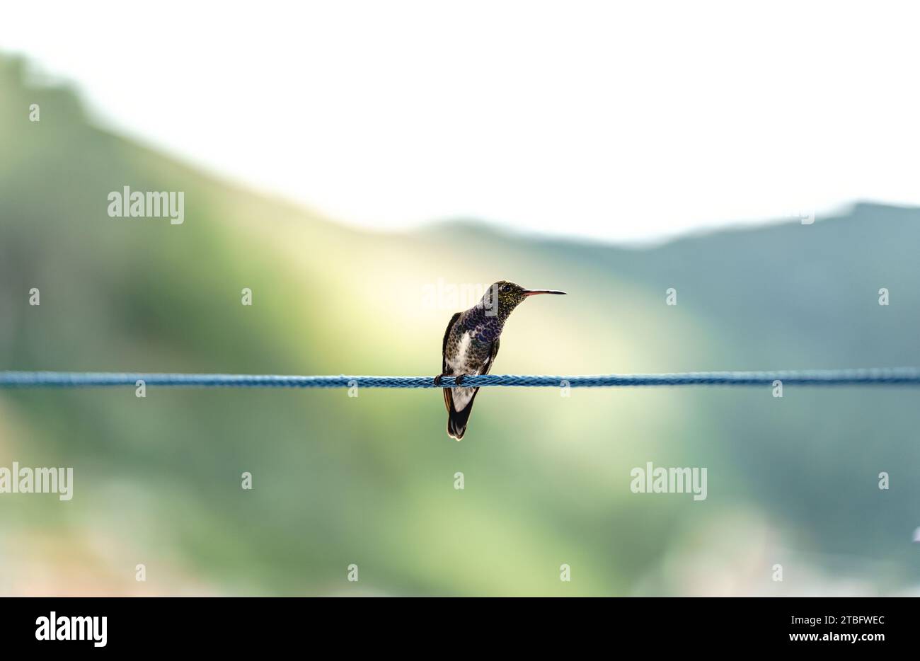 Curious Hummingbird Stretching Neck on Thin Rope, Space for Text Stock ...