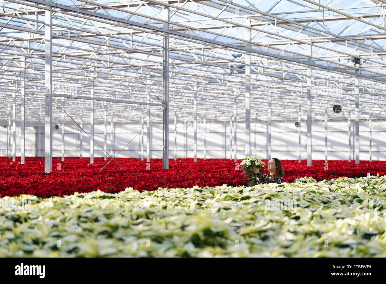 Monika Dratwicka inspects a crop of new white 'Alaska' poinsettias at ...