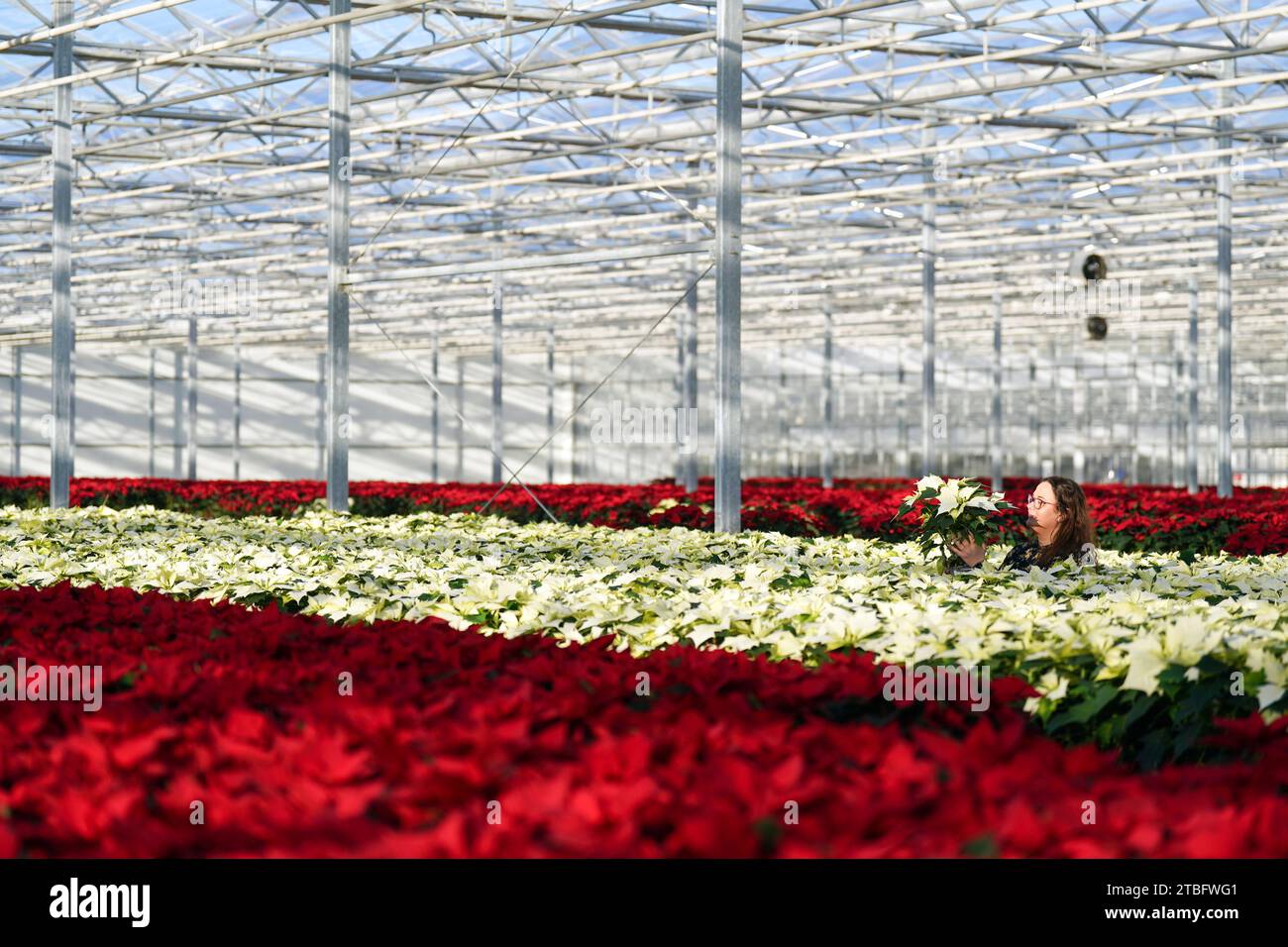Monika Dratwicka inspects a crop of new white 'Alaska' poinsettias at ...