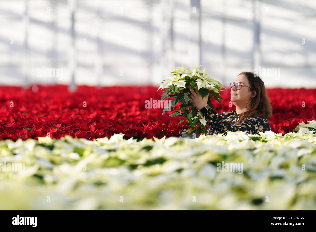 Monika Dratwicka inspects a crop of new white 'Alaska' poinsettias at ...