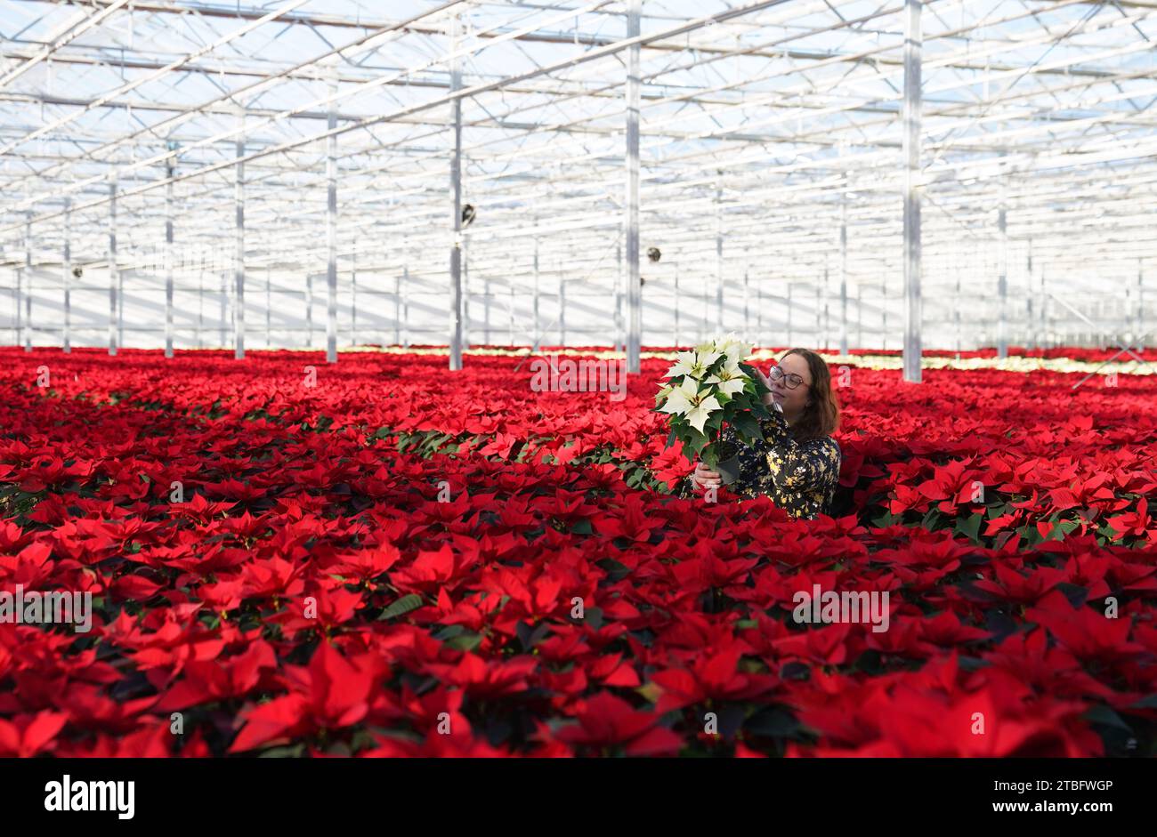 Monika Dratwicka inspects a new white 'Alaska' poinsettia in a sea of ...