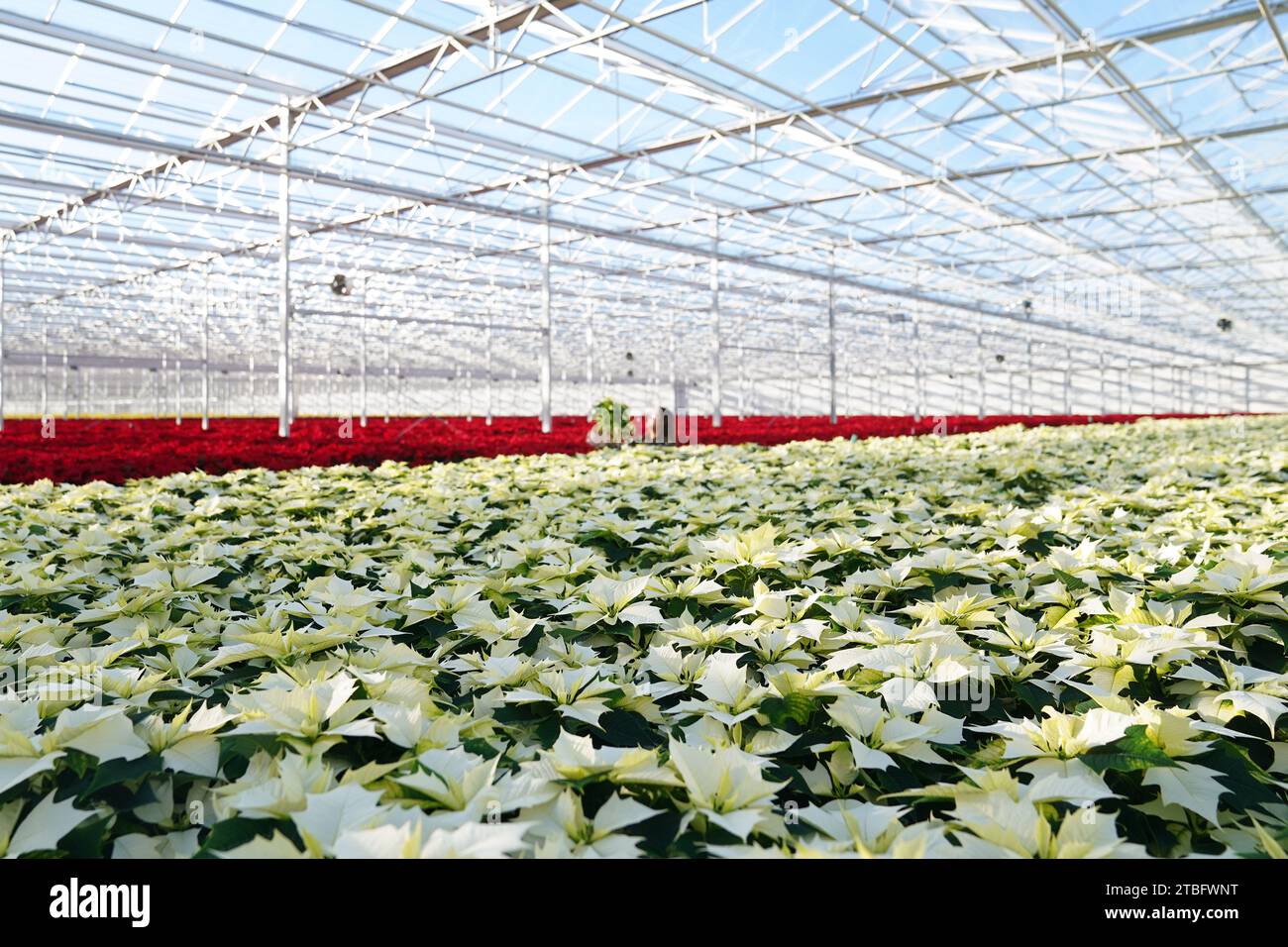 Monika Dratwicka inspects a crop of new white 'Alaska' poinsettias at ...