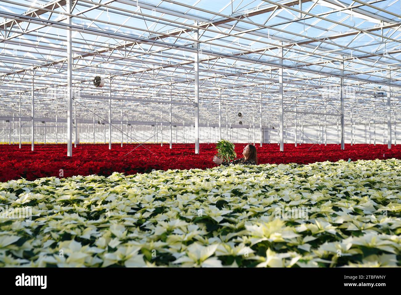 Monika Dratwicka inspects a crop of new white 'Alaska' poinsettias at ...