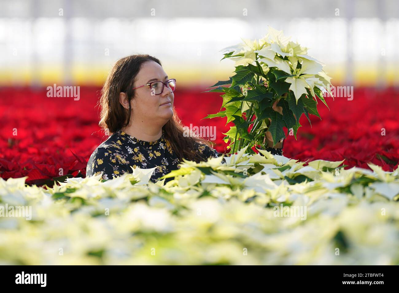 Monika Dratwicka inspects a crop of new white 'Alaska' poinsettias at ...