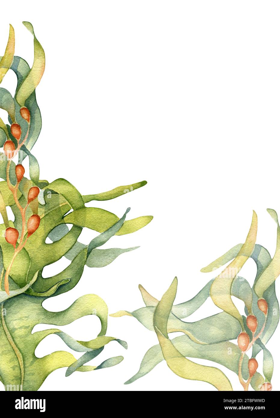 Watercolor frame of green sea plant illustration isolated on white ...