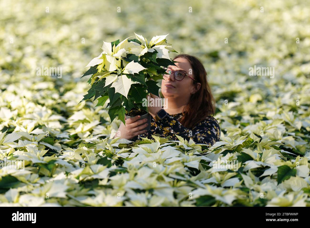 Monika Dratwicka inspects a crop of new white 'Alaska' poinsettias at ...