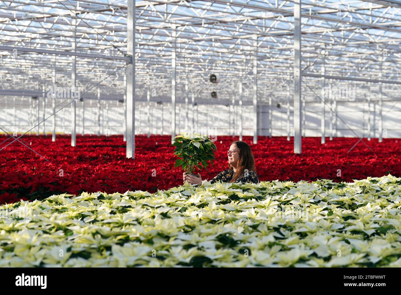 Monika Dratwicka inspects a crop of new white 'Alaska' poinsettias at ...