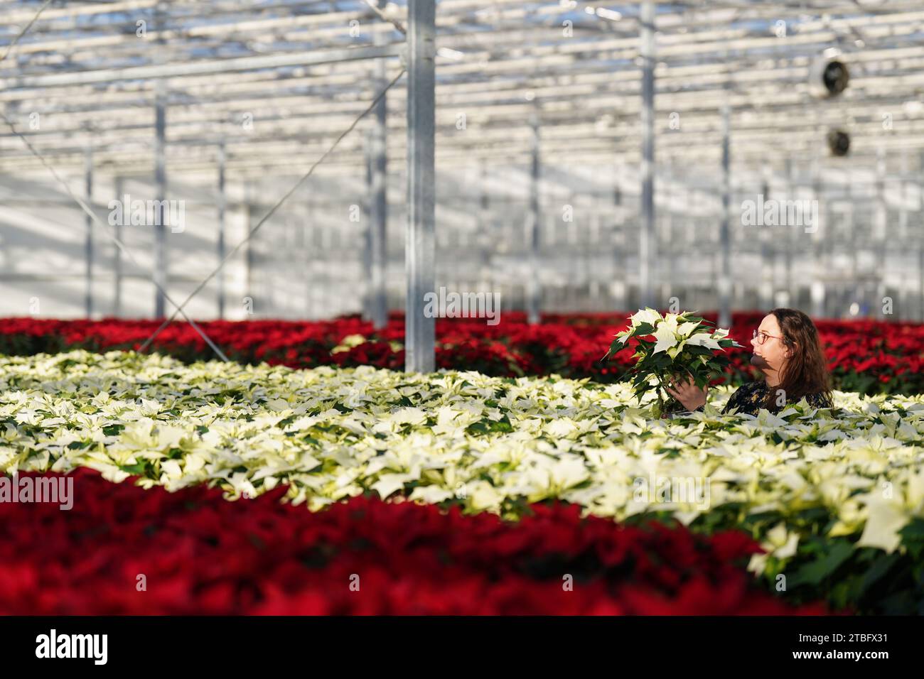 Monika Dratwicka inspects a crop of new white 'Alaska' poinsettias at ...