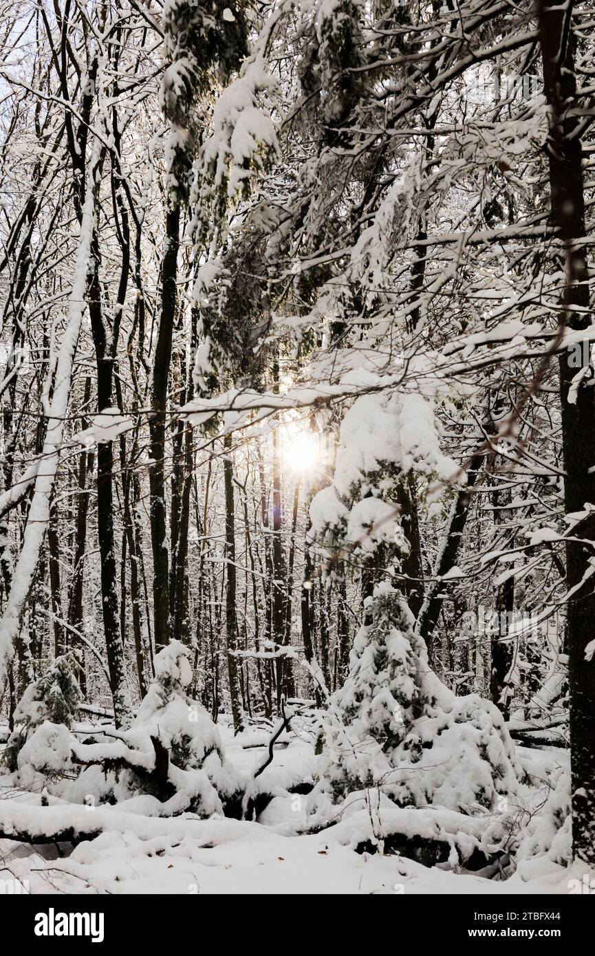 Beautiful winter landscape with pathway and northern sun in coniferous ...