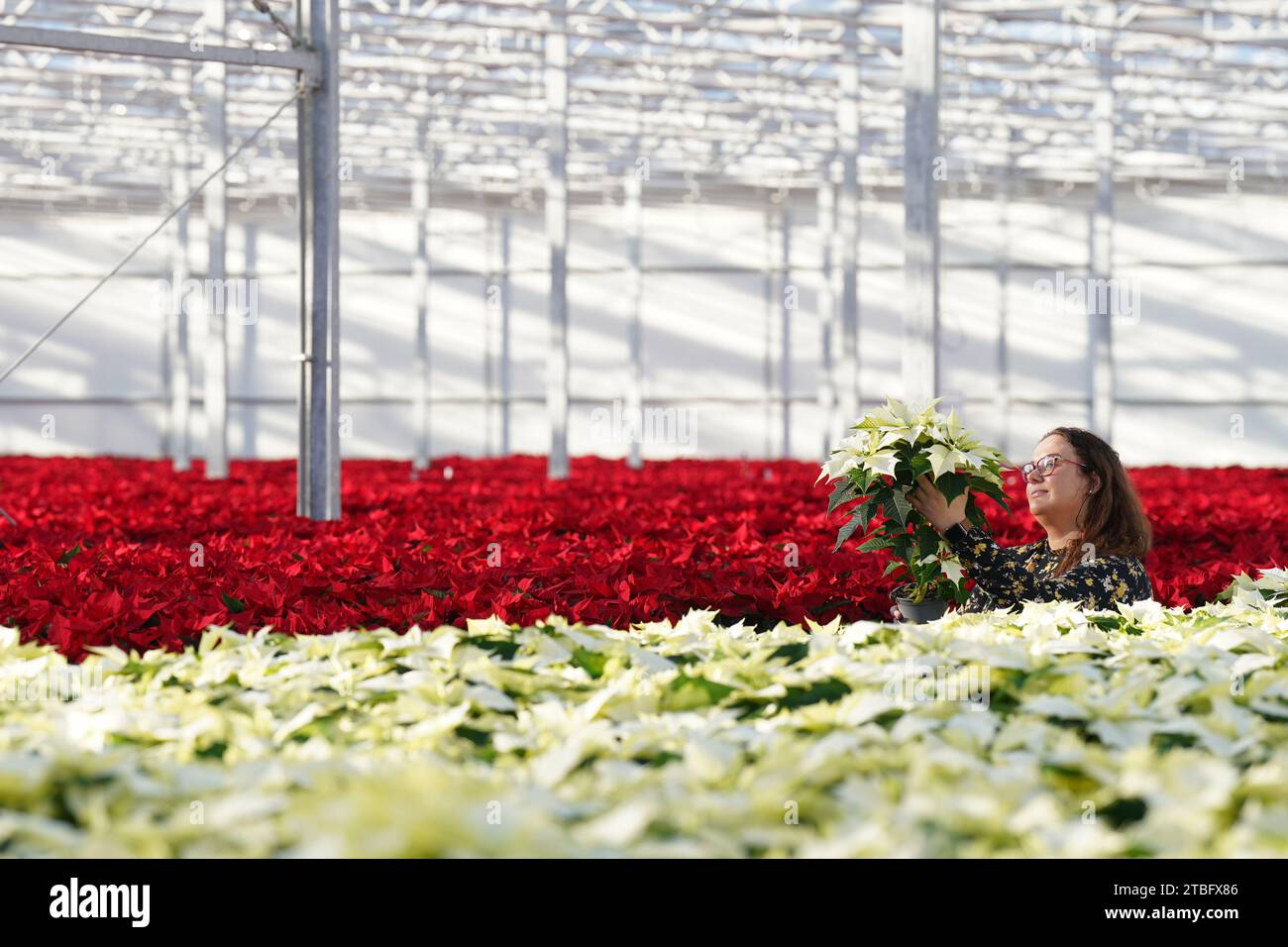 Monika Dratwicka inspects a crop of new white 'Alaska' poinsettias at ...