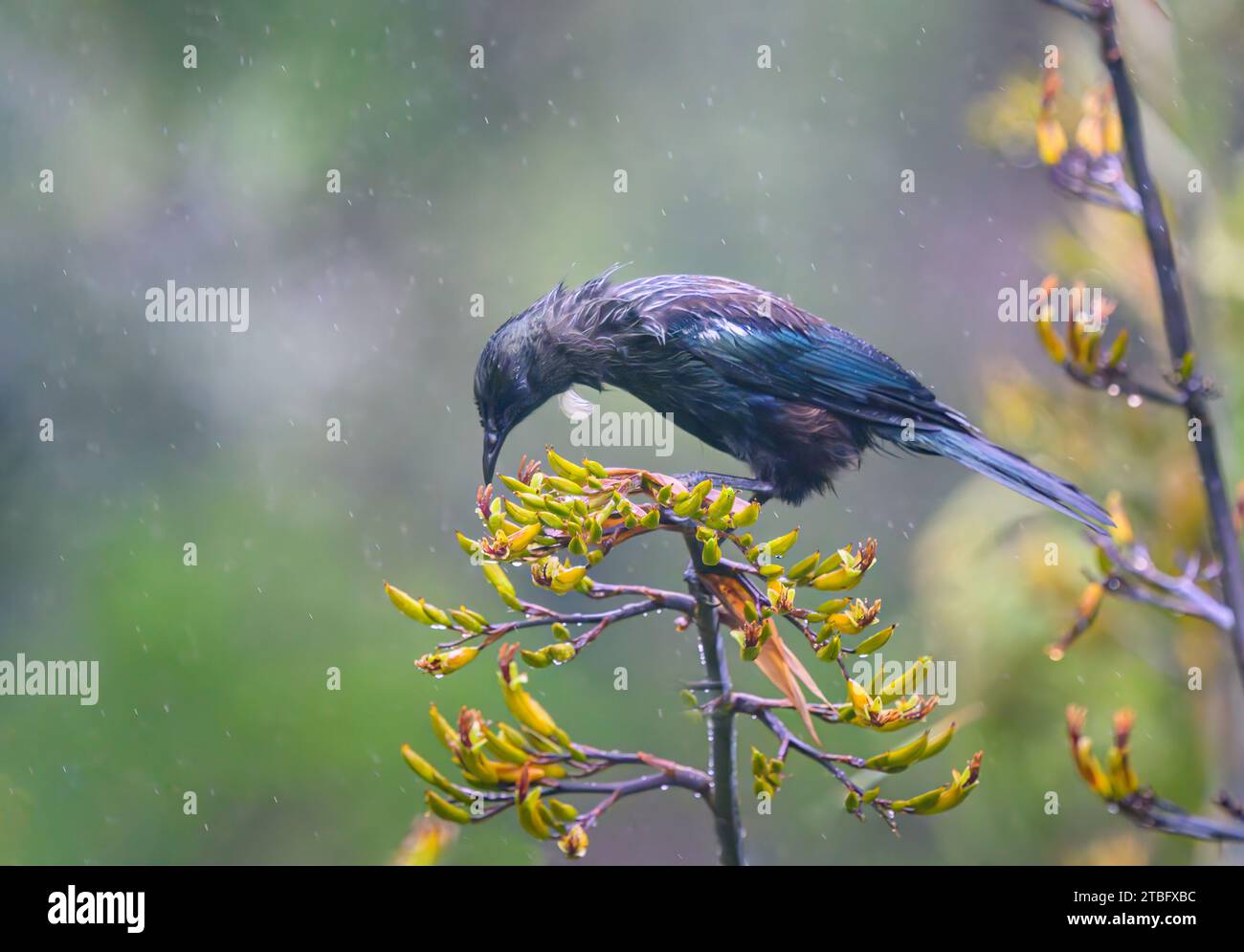 Tui bird feeding on nectar on native New Zealand Flax in the rain ...