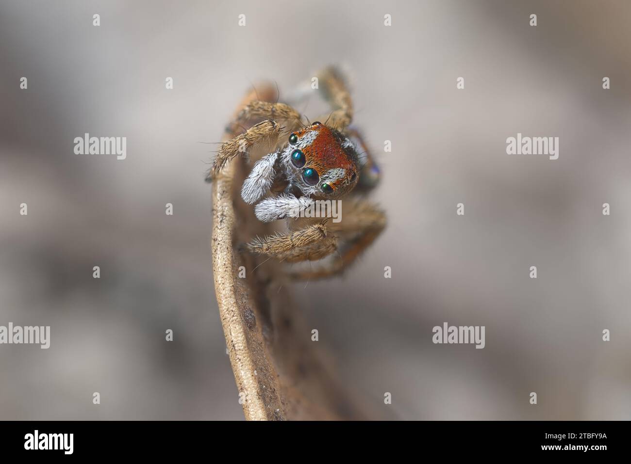 Male Peacock spider, Maratus linnaei in his breeding colours Stock ...