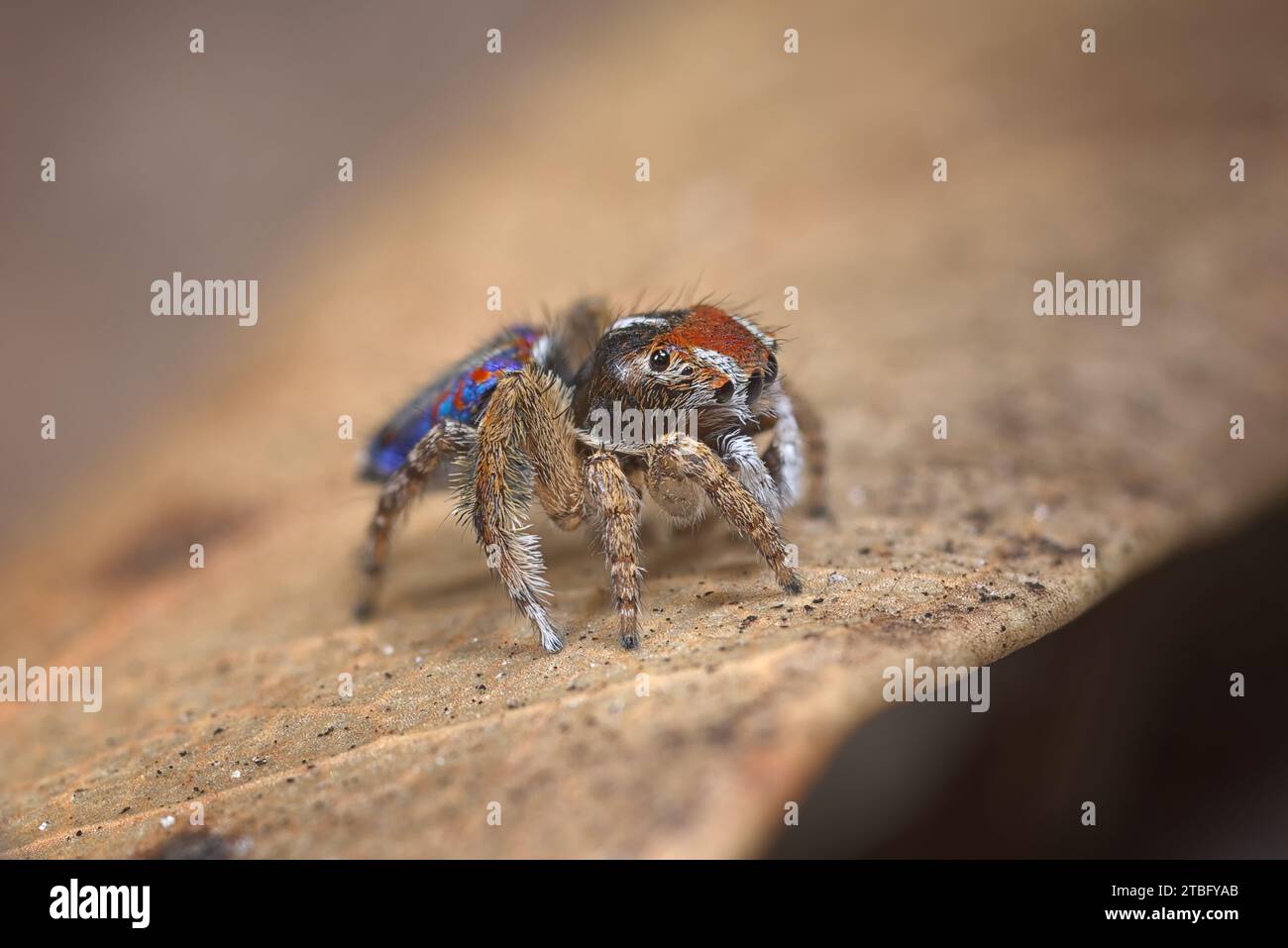 Male Peacock spider, Maratus linnaei in his breeding colours Stock ...