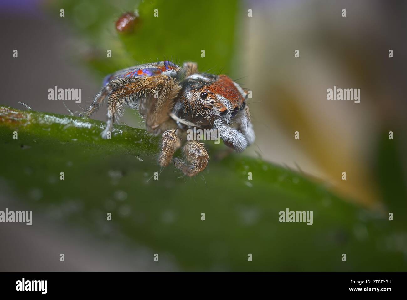 Male Peacock spider, Maratus linnaei in his breeding colours Stock ...