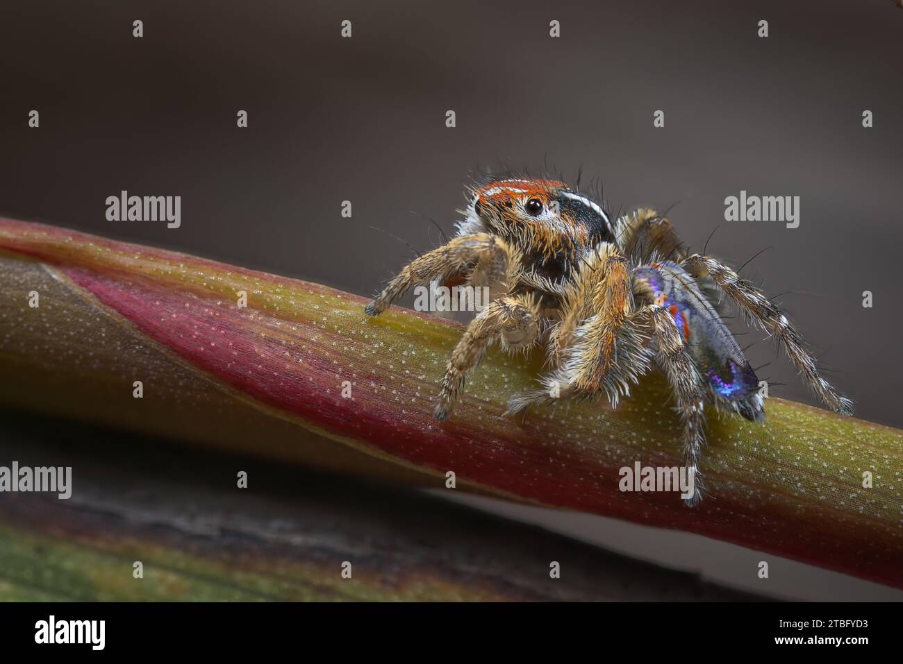Male Peacock spider, Maratus linnaei in his breeding colours Stock ...