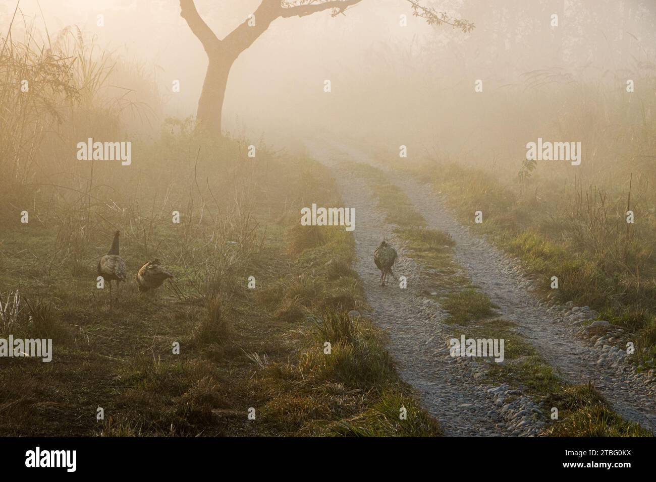 Peacock and peafowl (Pavo cristatus) are called Mayur and they are seen ...