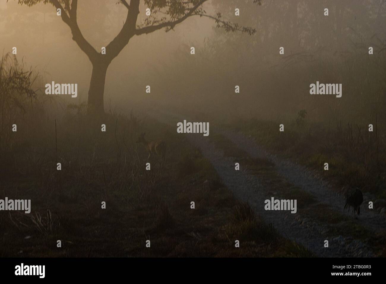 Peacock and peafowl (Pavo cristatus) are called Mayur and they are seen ...