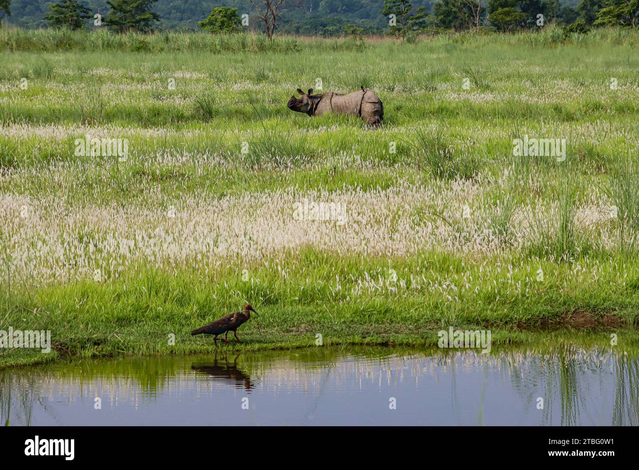 The Red-naped Ibis (Pseudibis papillosa) is called Karaa Shawari in ...