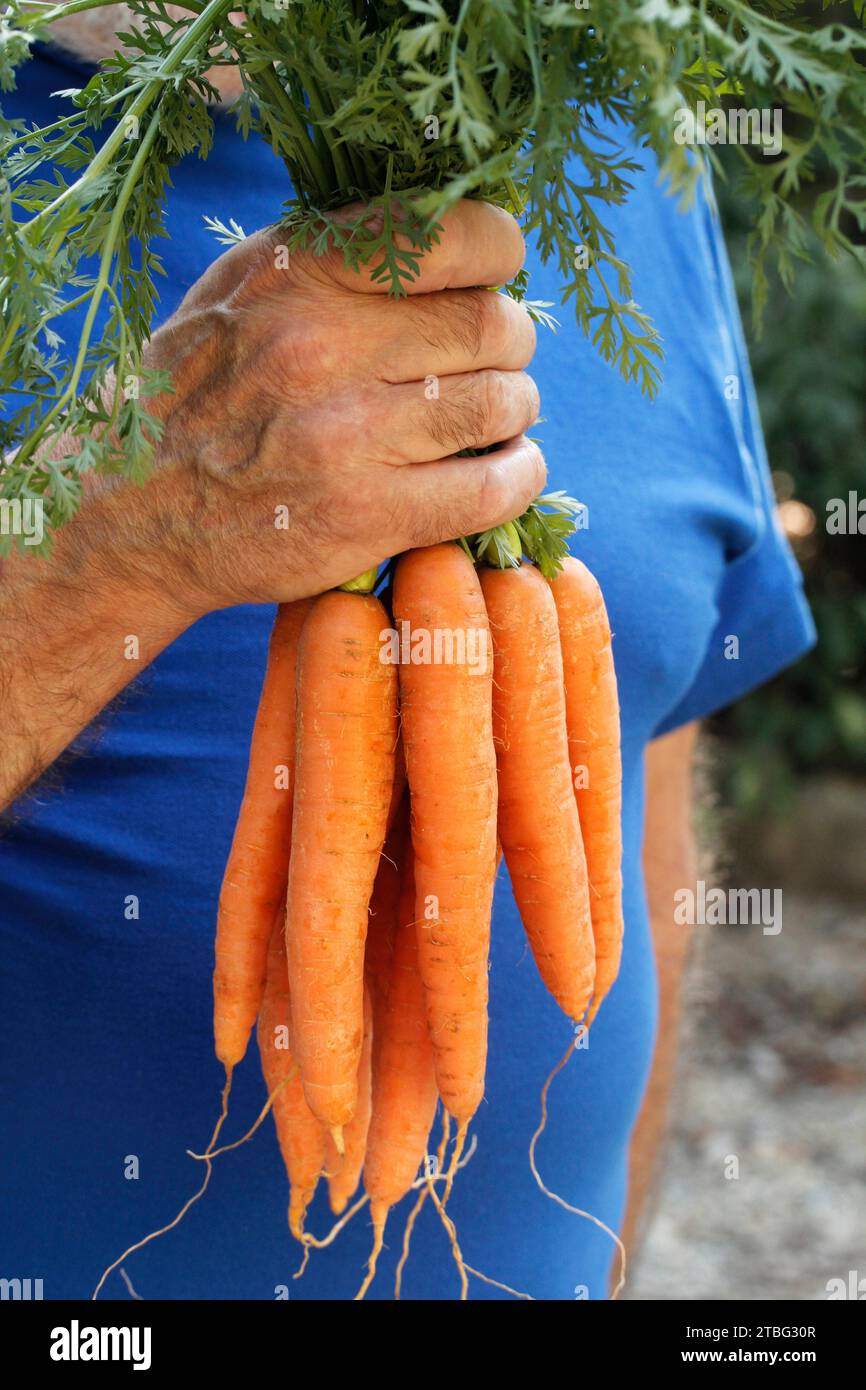 Man carrot hi-res stock photography and images - Alamy