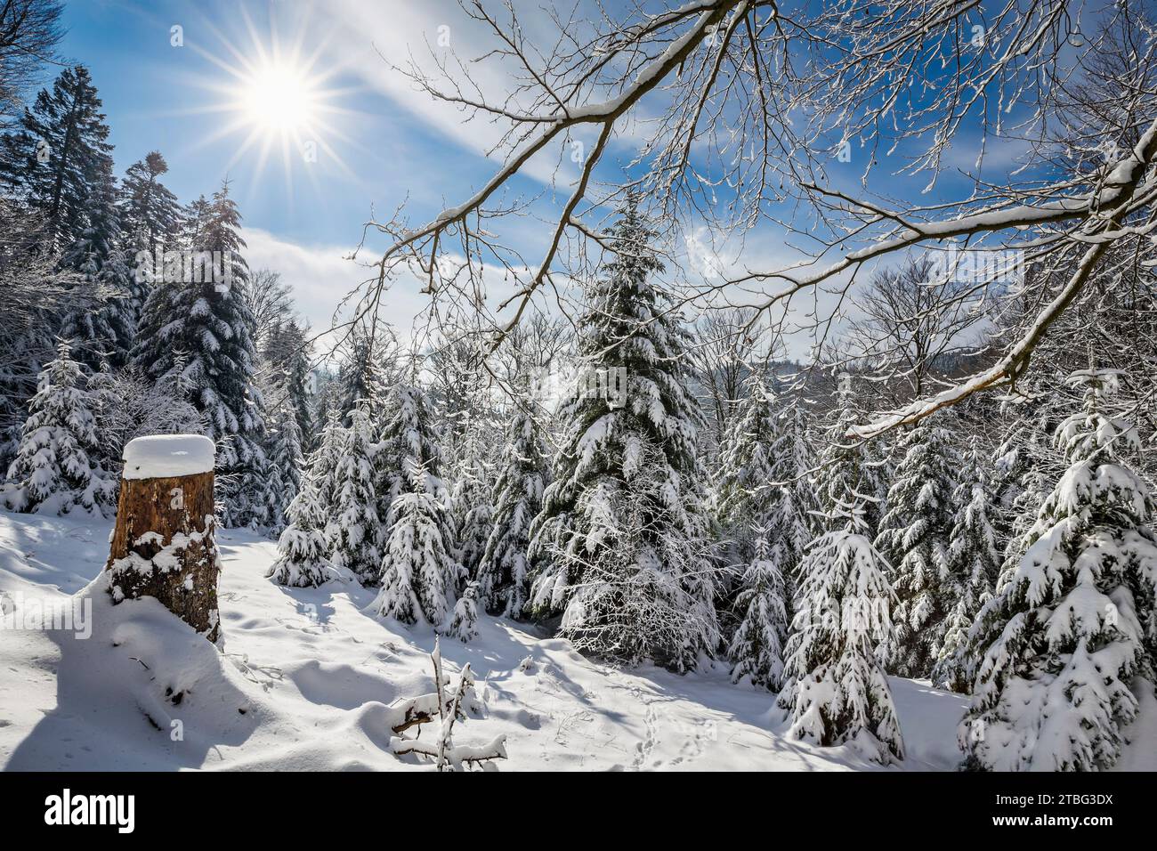 Snow covered tree trunk and branches framing blue sky. Idyllic winter ...