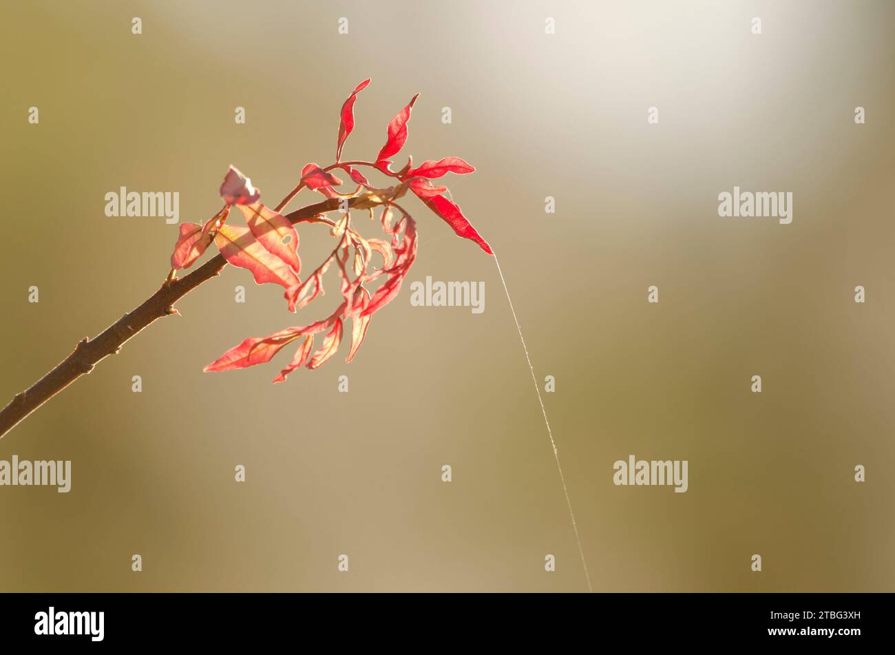 Terebinth tree hi-res stock photography and images - Alamy