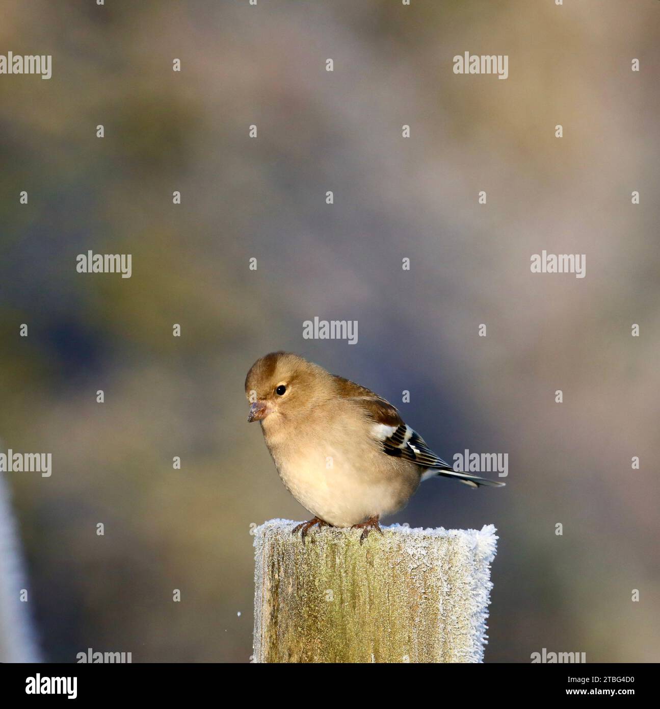 Female chaffinch woodland hi-res stock photography and images - Alamy