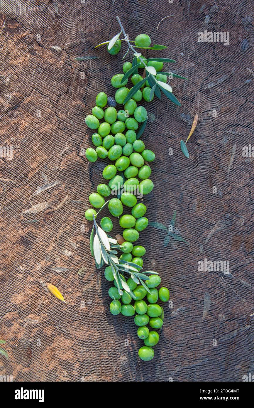 Green olives over collection net. Table olives harvest season scene ...